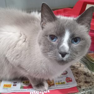 Available Cats - MidwestSiameseCatRescue